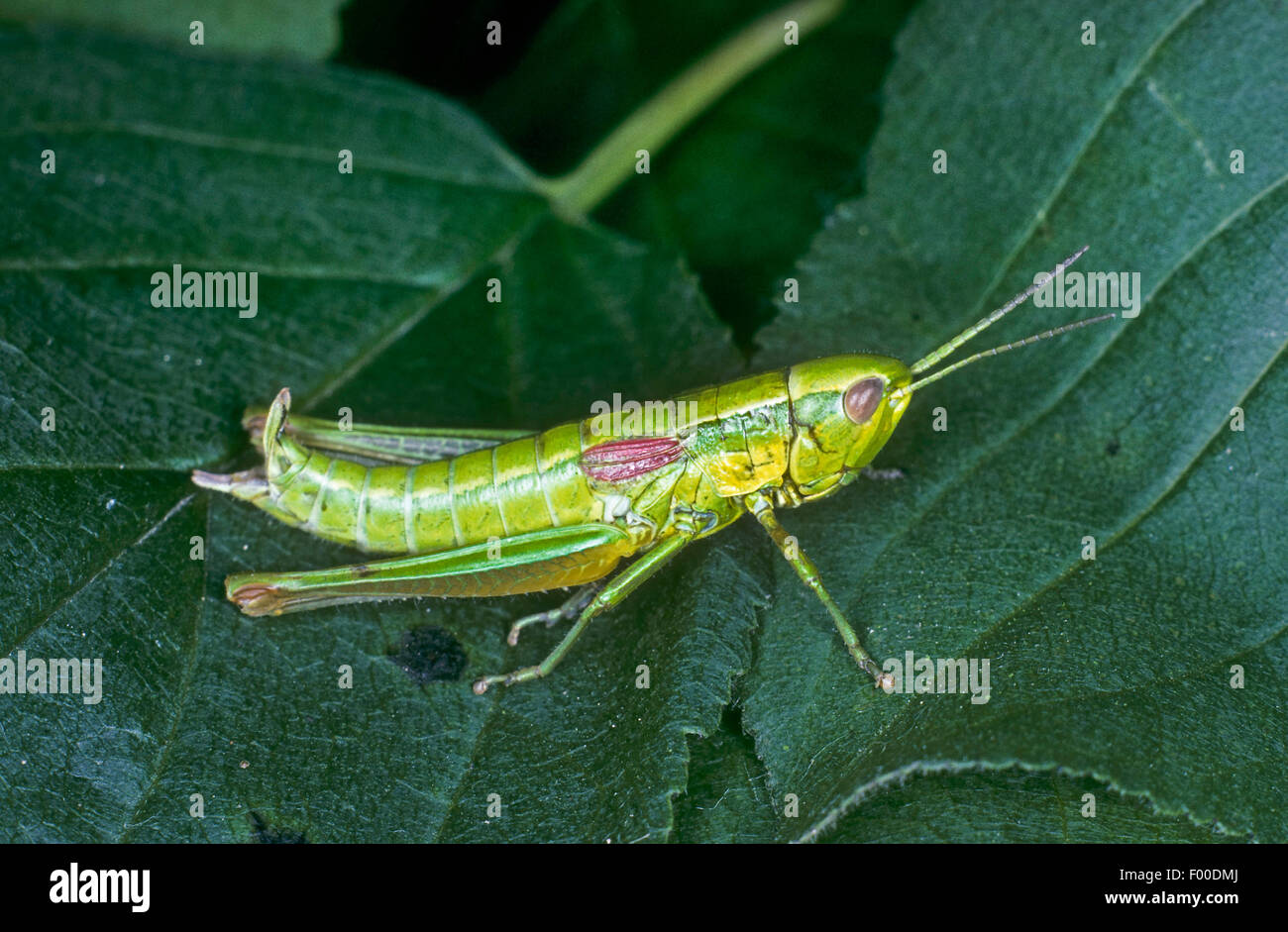 small gold grasshopper (Chrysochraon brachypterus, Euthystira ...