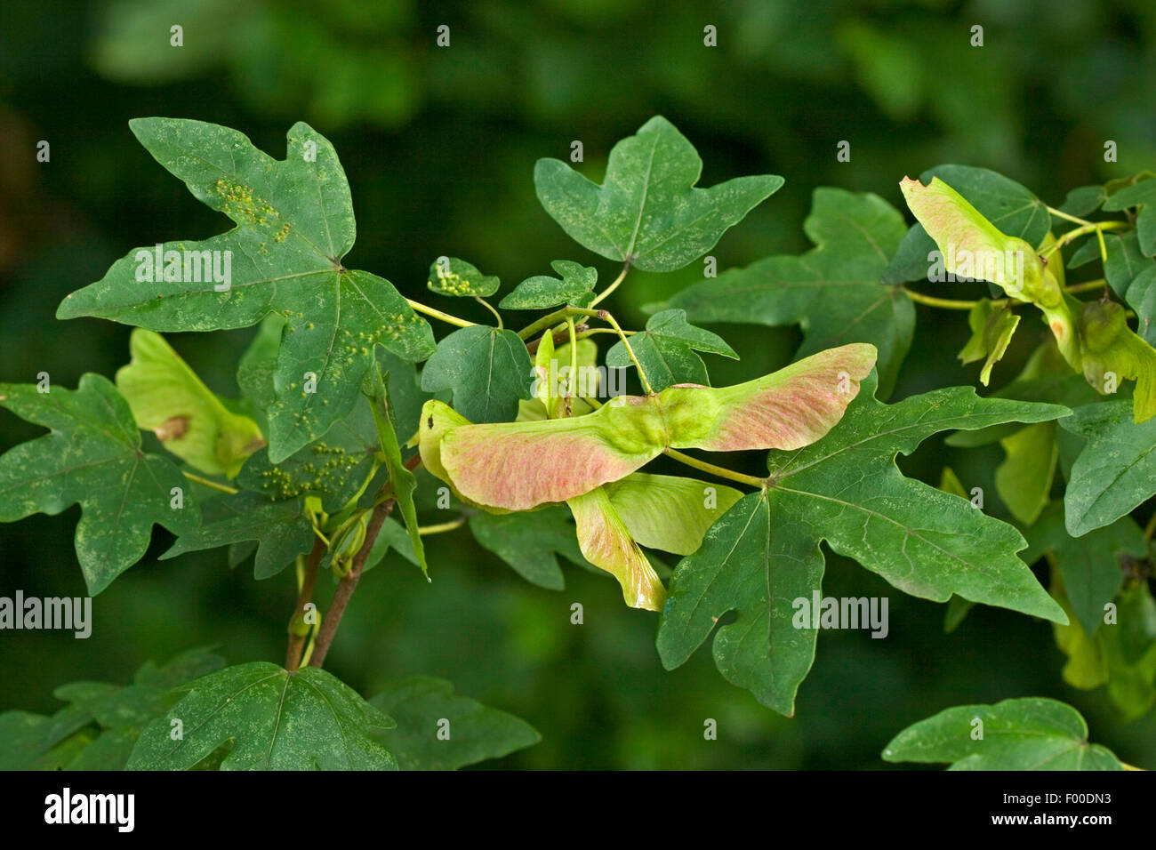 field maple, common maple (Acer campestre), with fruits, Germany Stock ...