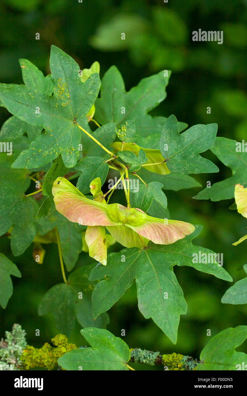 field maple, common maple (Acer campestre), with fruits, Germany Stock ...