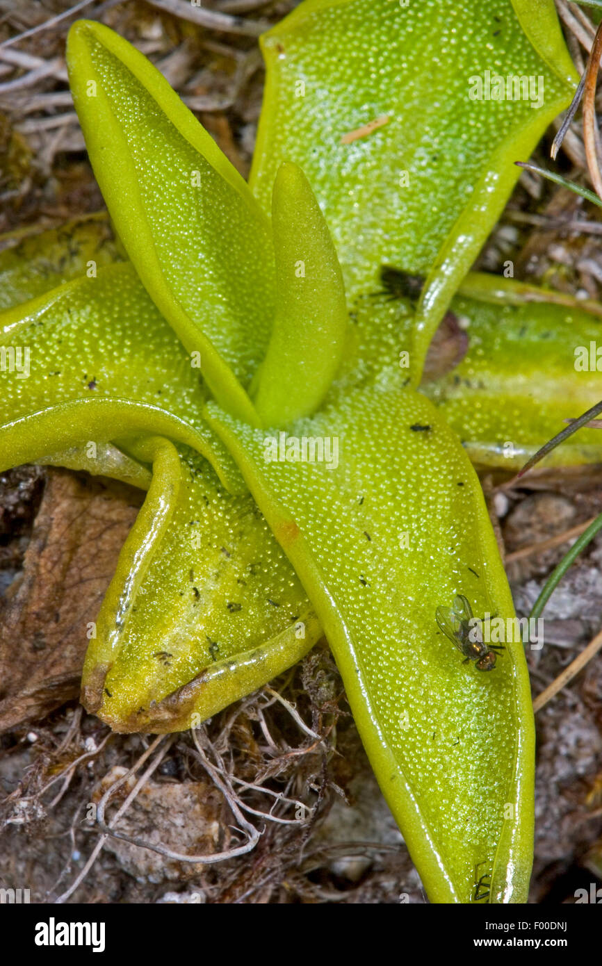 common butterwort (Pinguicula vulgaris), sticky leaves with adhering ...