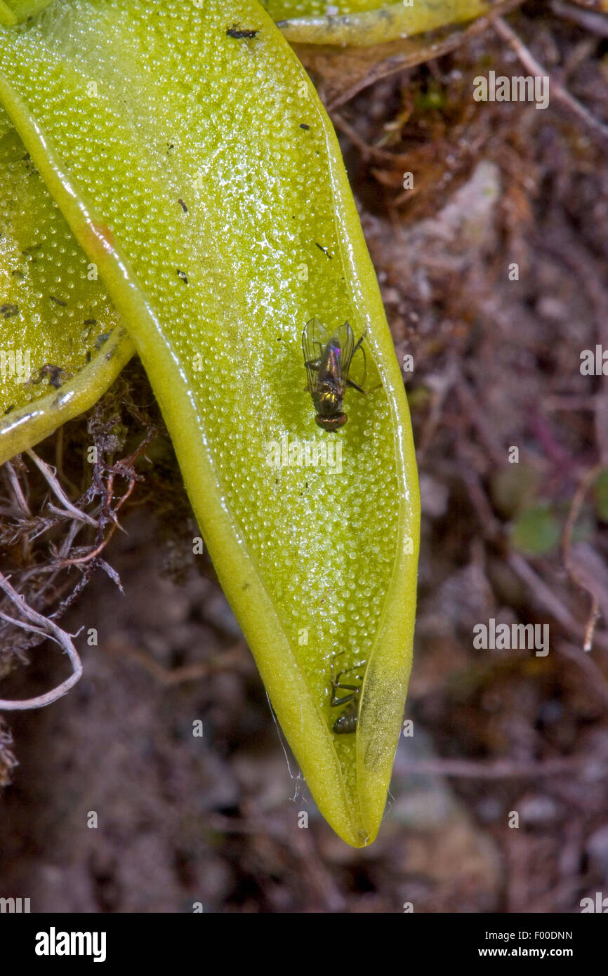 common butterwort (Pinguicula vulgaris), sticky leaves with adhering ...