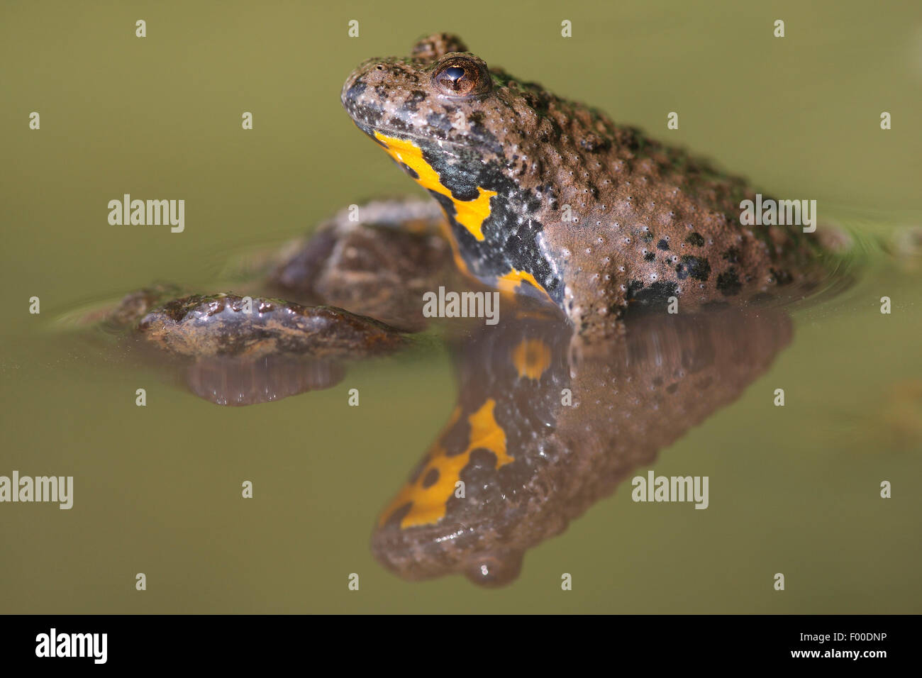 yellow-bellied toad, yellowbelly toad, variegated fire-toad (Bombina ...