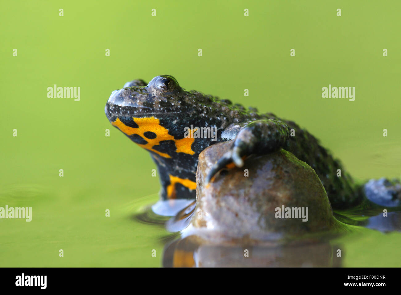 yellow-bellied toad, yellowbelly toad, variegated fire-toad (Bombina ...
