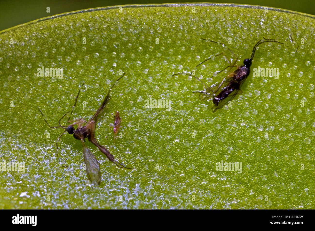 common butterwort (Pinguicula vulgaris), sticky leaves with adhering ...