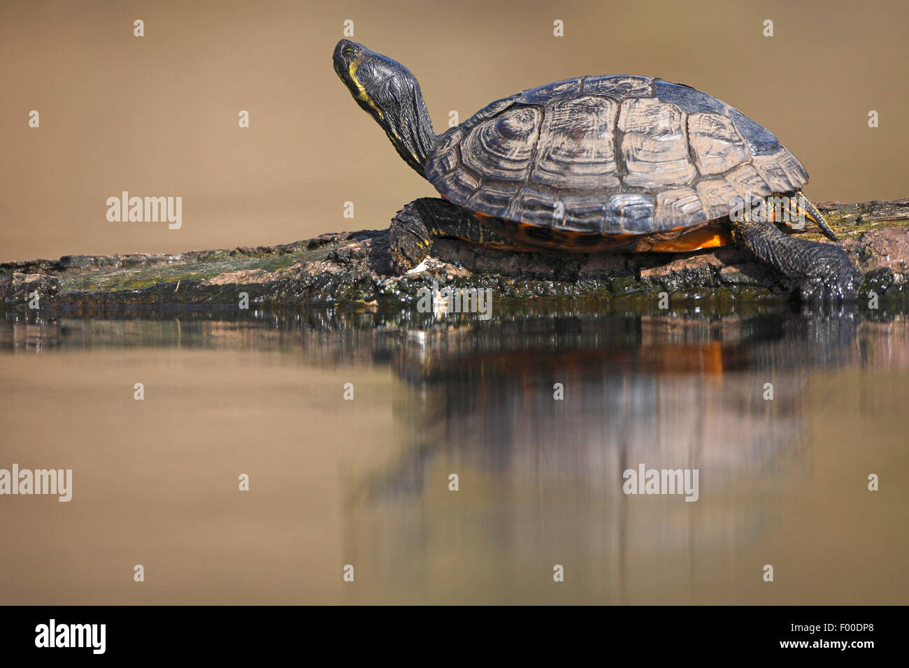 red-eared turtle, red-eared slider (Pseudemys scripta elegans ...