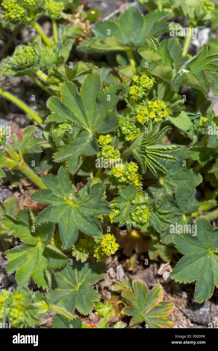 lady's-mantle (Alchemilla xanthochlora, Alchemilla vulgaris agg ...