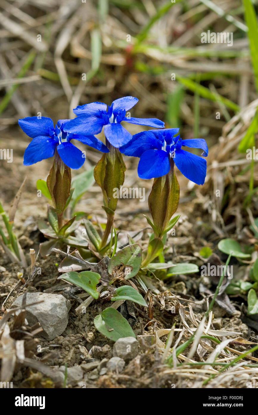 Gentiana verna hi-res stock photography and images - Alamy