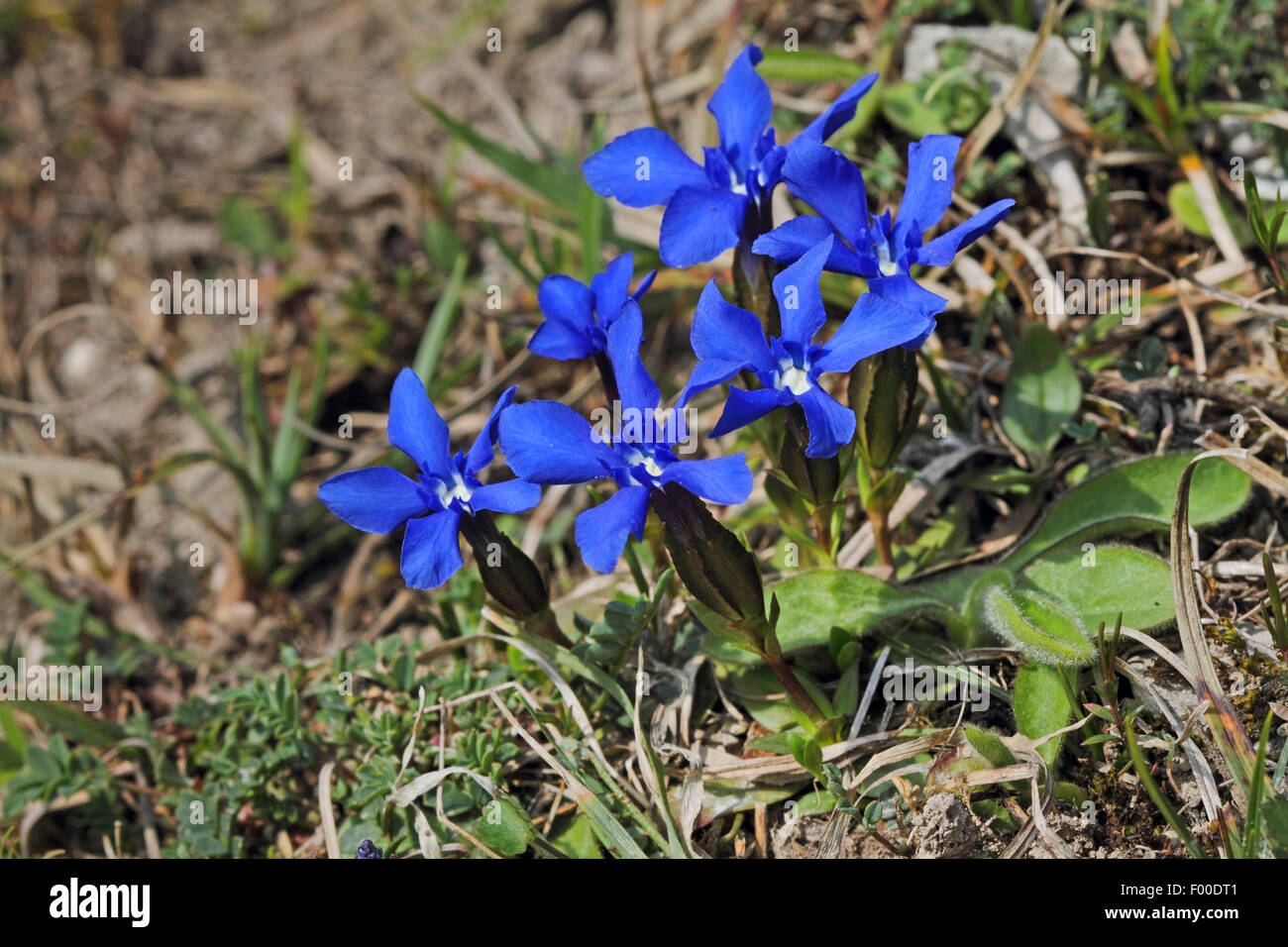 Spring gentian (Gentiana verna), blooming, Germany Stock Photo - Alamy