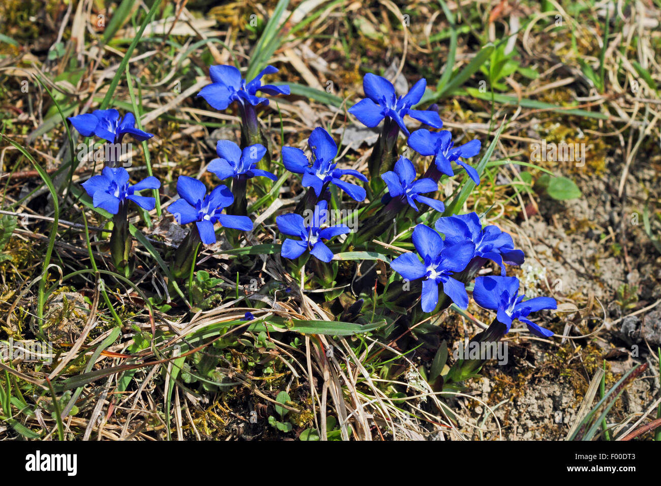 Spring gentian (Gentiana verna), blooming, Germany Stock Photo - Alamy