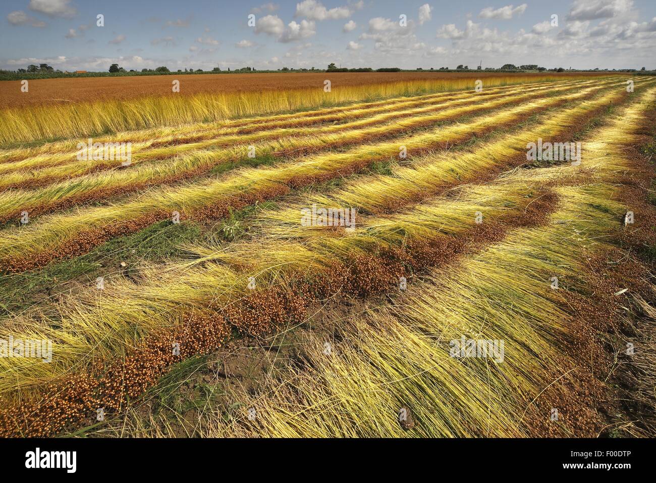 common flax (Linum usitatissimum), mowed flax culture, Belgium Stock ...