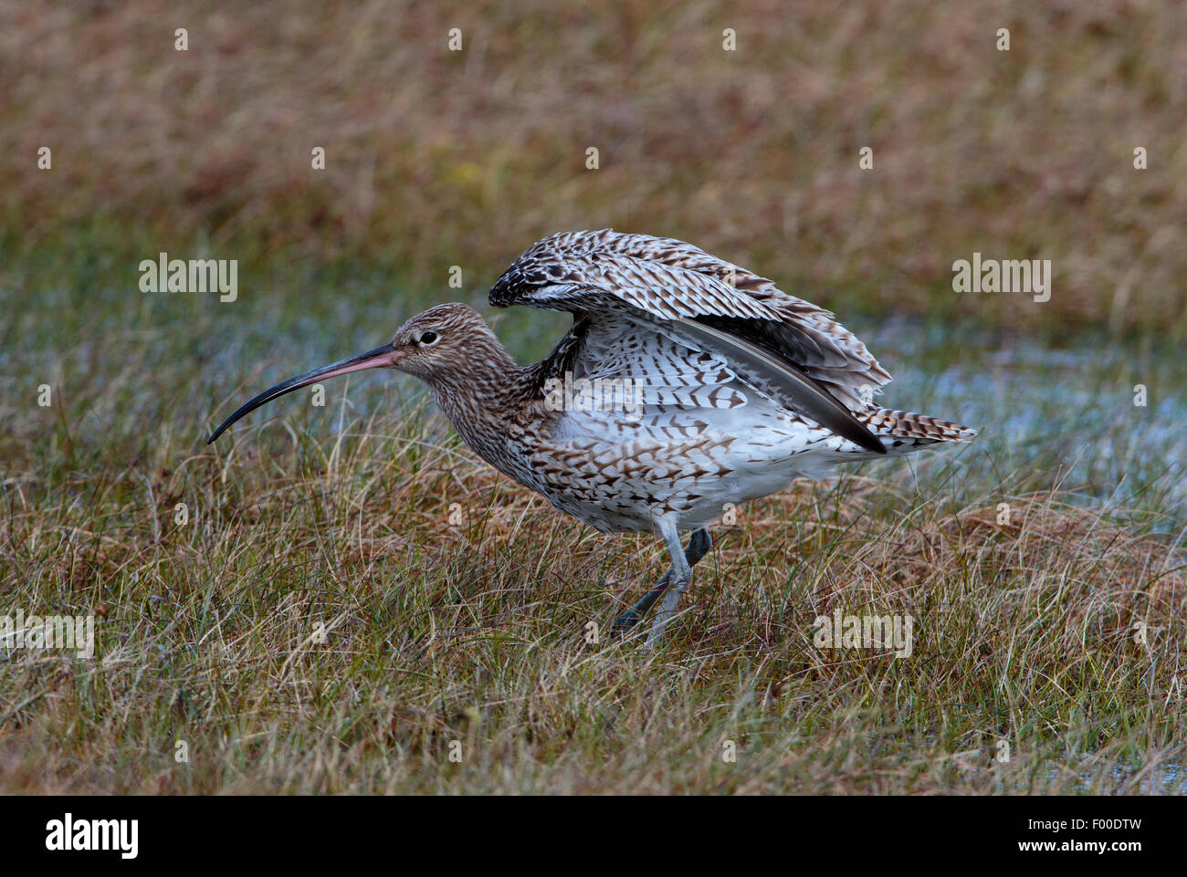 Eurasian Curlew Numenius arquata adult female wing stretching at ...