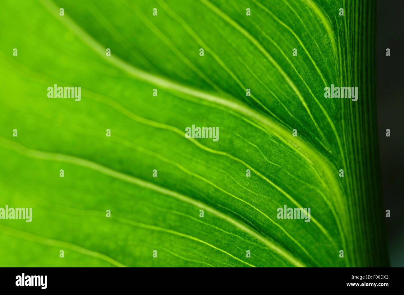 Translucent green leaf hi-res stock photography and images - Alamy