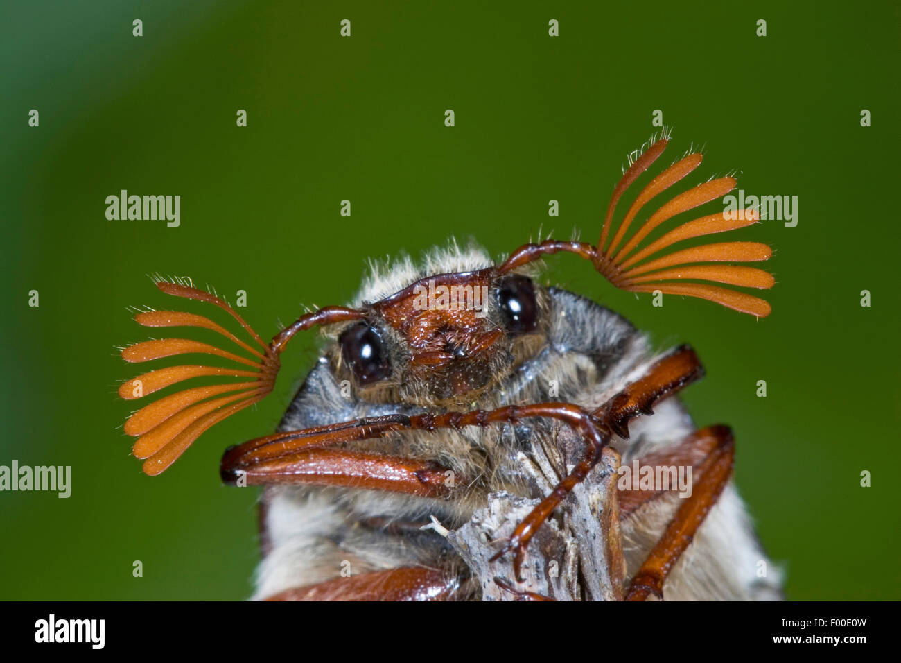 Cockchafers head hi-res stock photography and images - Alamy