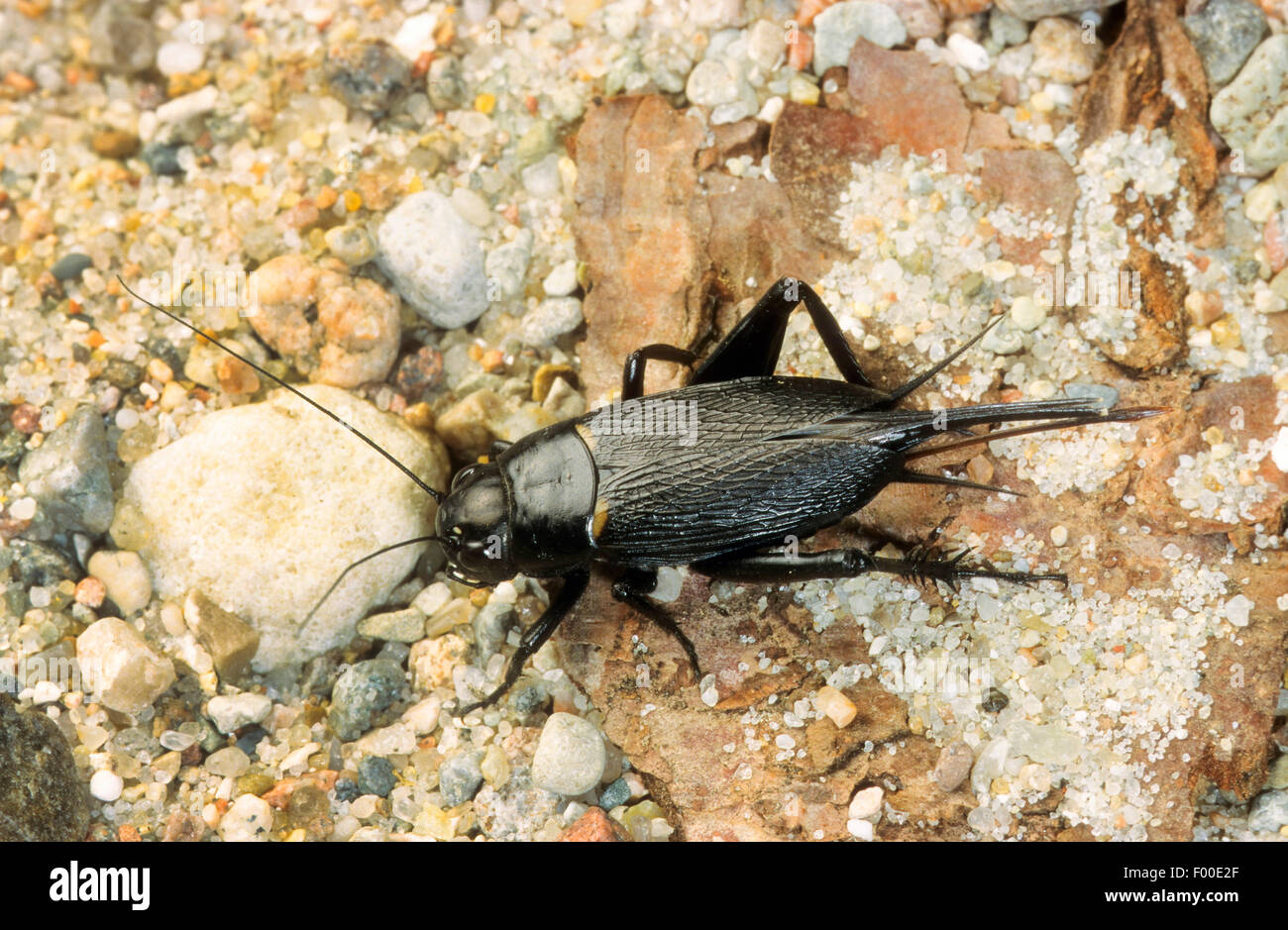 Two-spotted cricket, Mediterranean field cricket, African field cricket ...