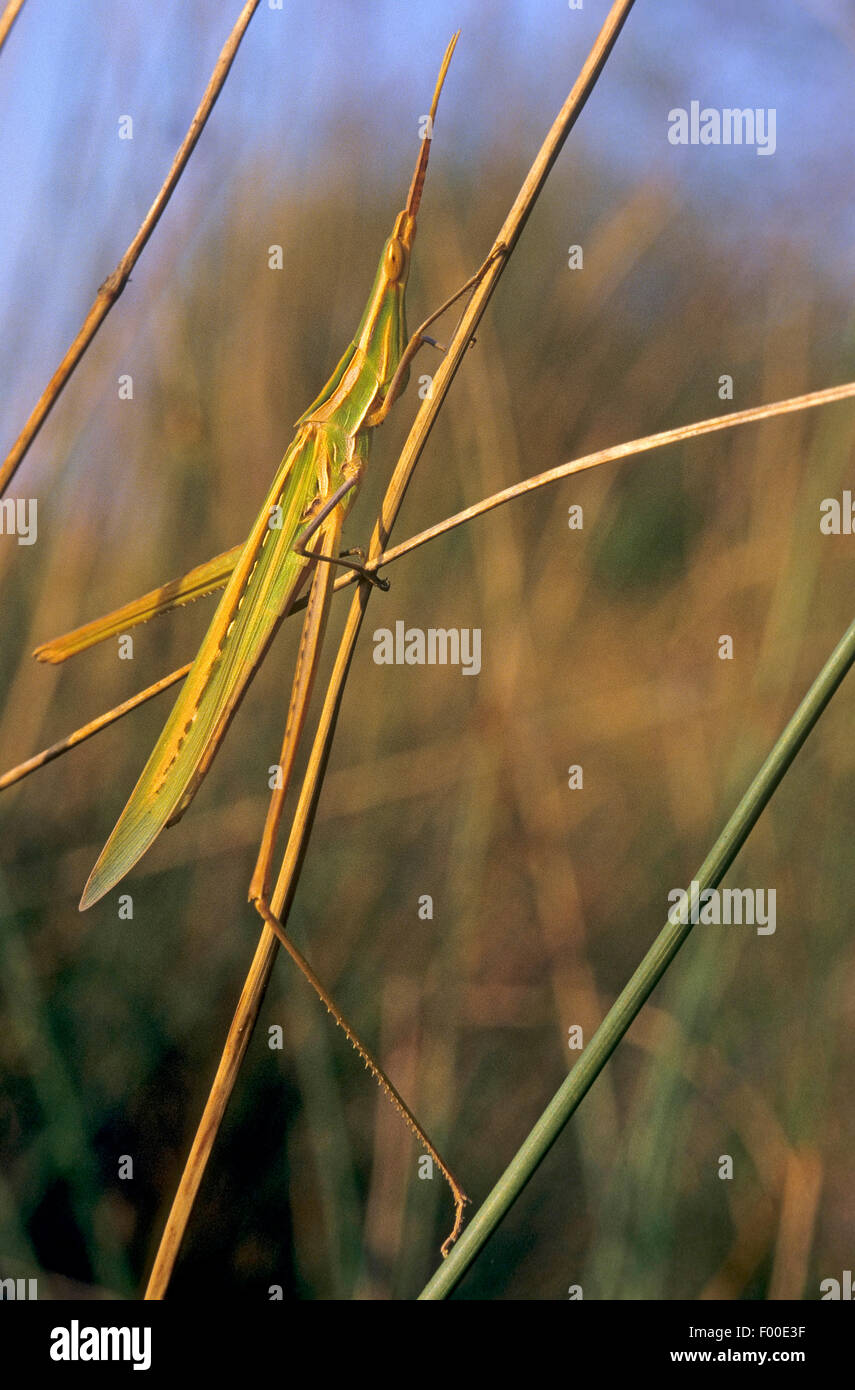 Snouted grasshopper, Long-headed grasshopper, Mediterranean Slant-faced ...