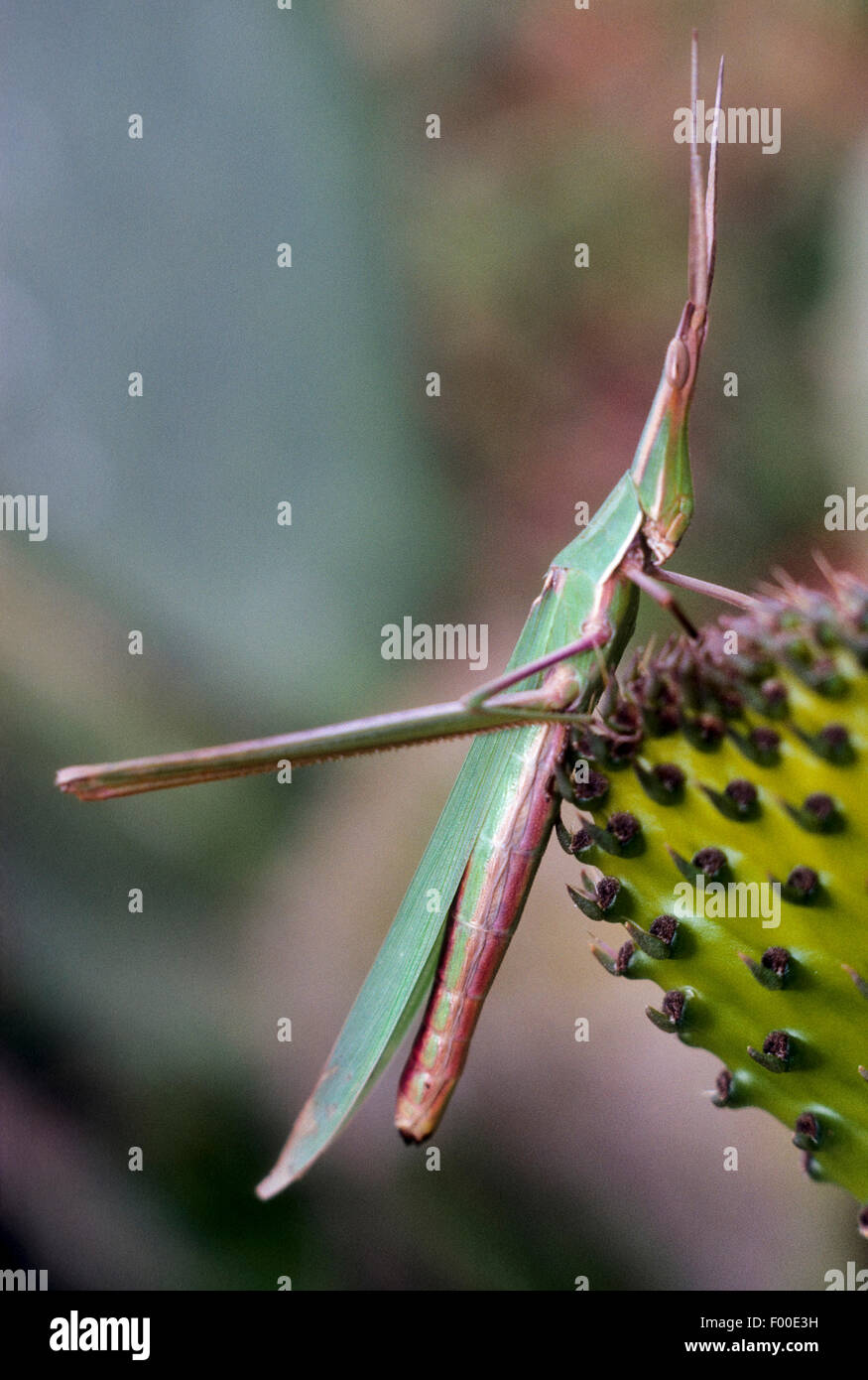 Snouted grasshopper, Long-headed grasshopper, Mediterranean Slant-faced ...