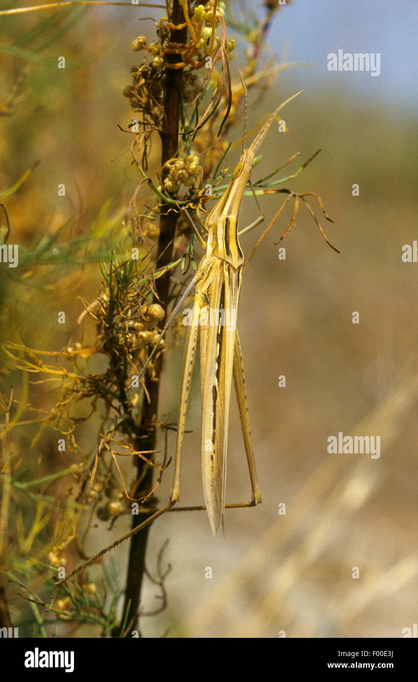 Snouted grasshopper, Long-headed grasshopper, Mediterranean Slant-faced ...
