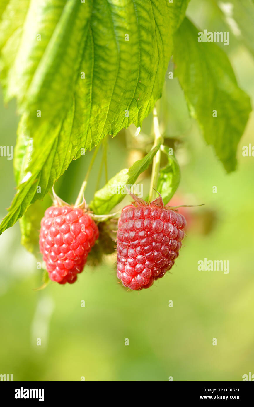 Raspberry branch flowers berries hi-res stock photography and images ...