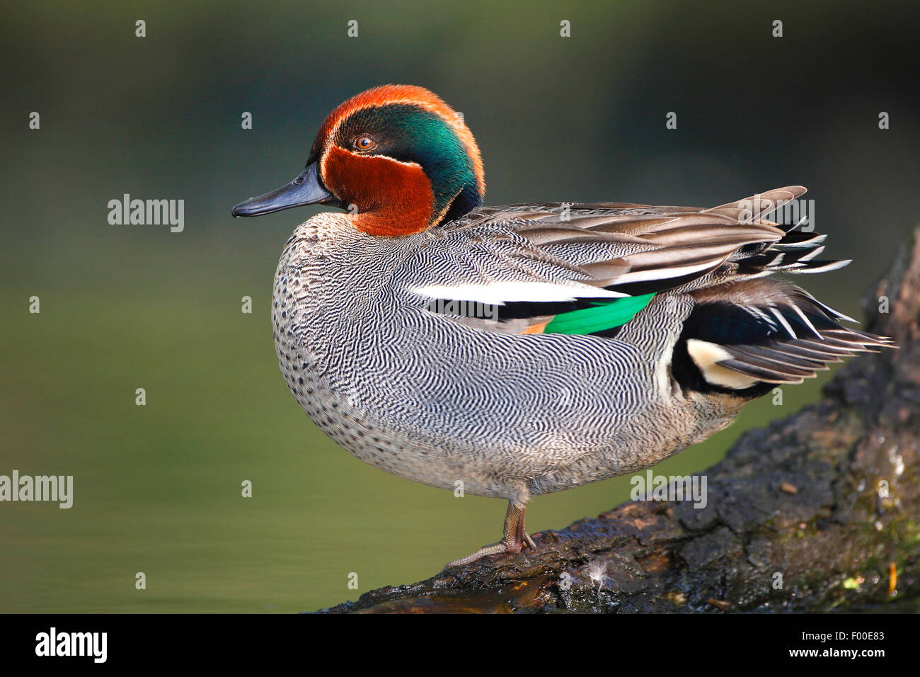 Drake Green Winged Teal