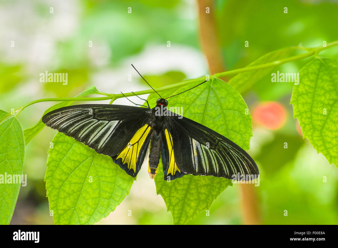 Beautiful Common Birdwing (Troides helena) butterfly in natural habitat ...
