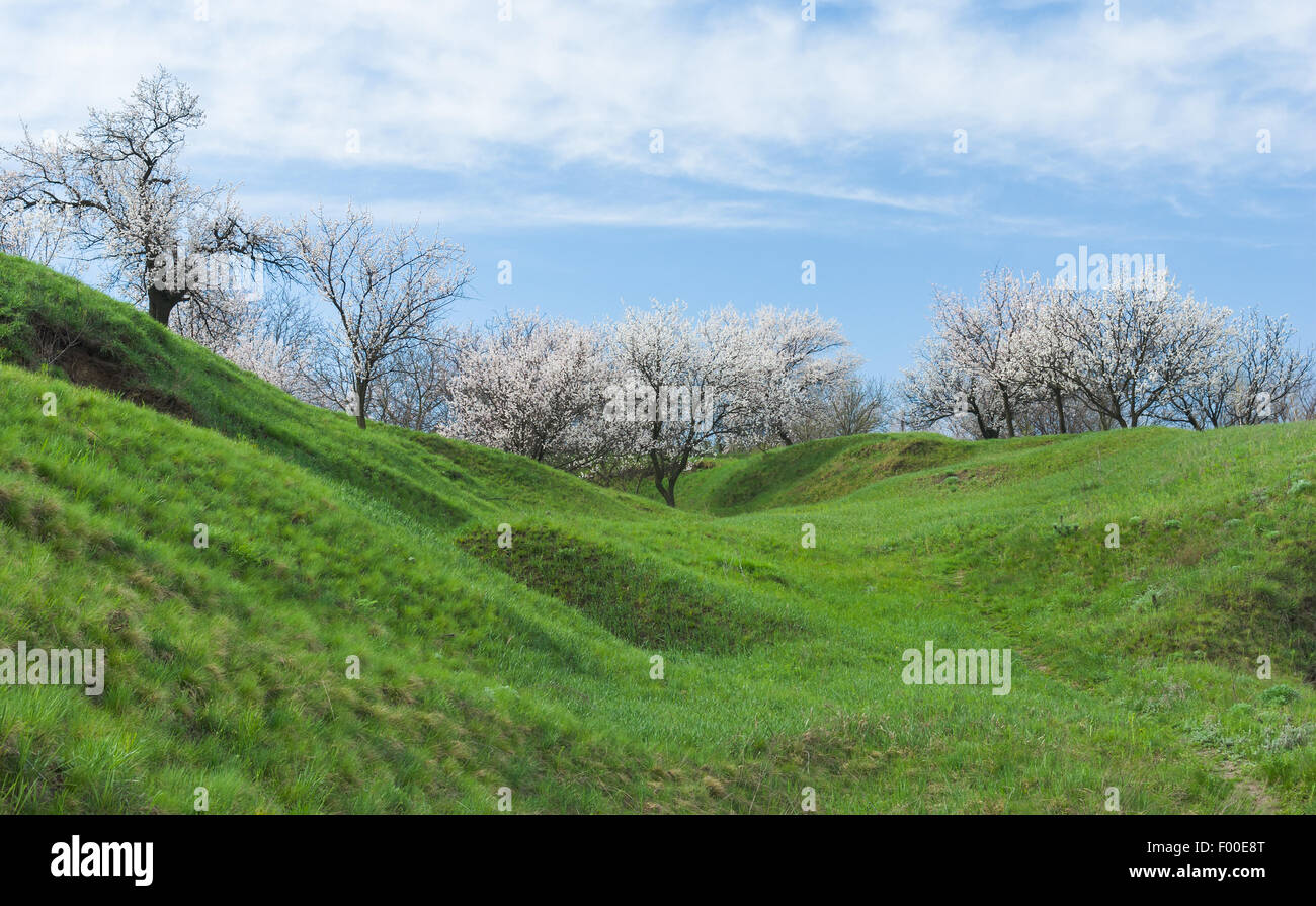 Ukrainian spring landscape in apricot tree flowering time Stock Photo ...