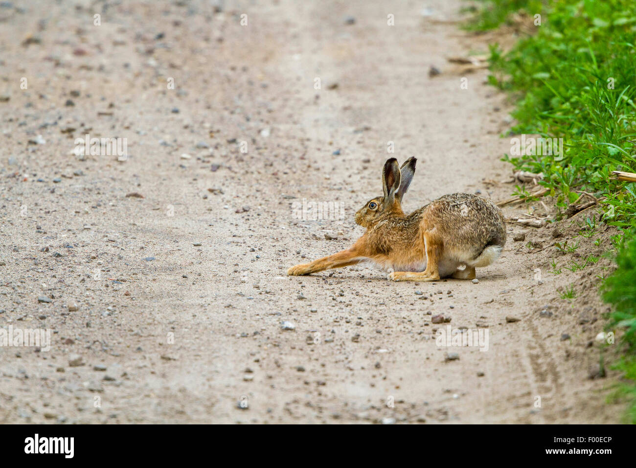 European hare, Brown hare (Lepus europaeus), stretches, Germany ...