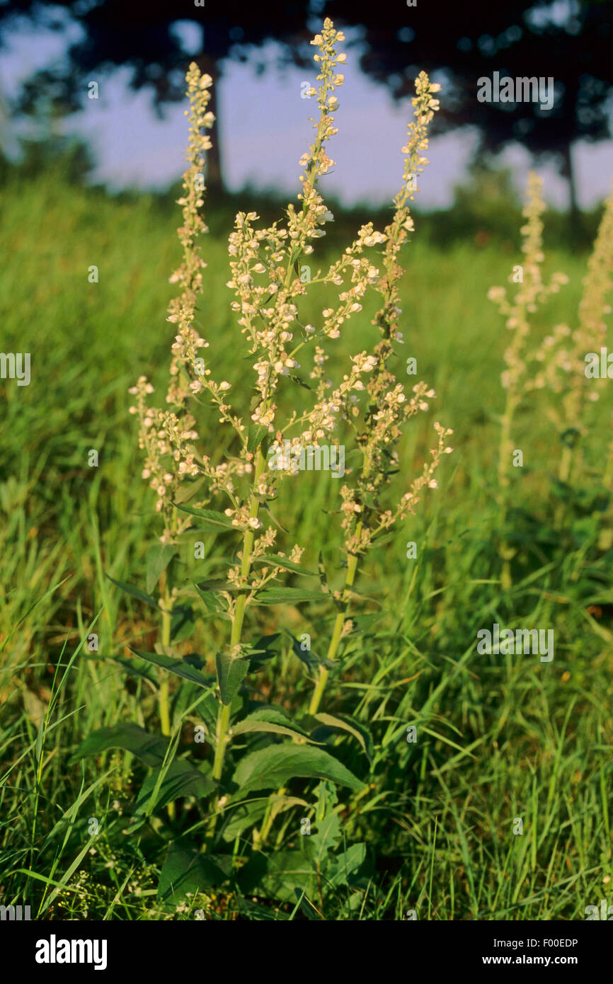 White mullein, Dark mullein (Verbascum lychnitis), blooming, Germany ...