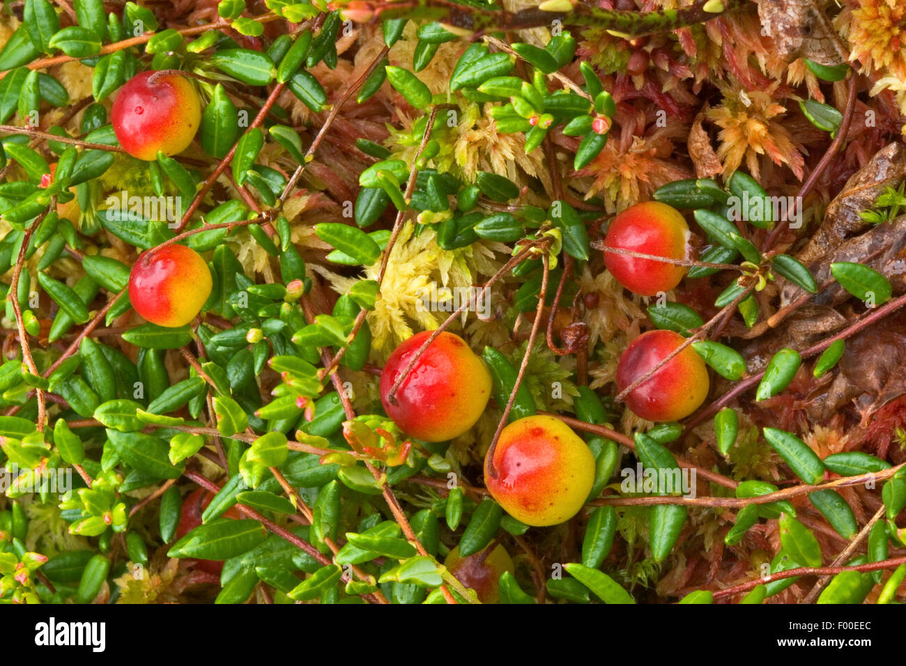 wild cranberry, bog cranberry, small cranberry, swamp cranberry ...