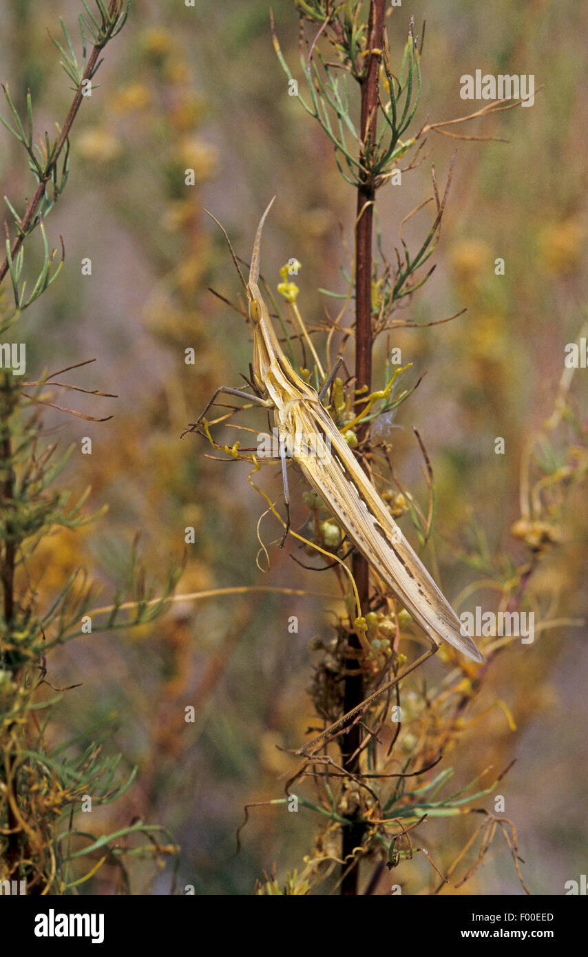 Snouted grasshopper, Long-headed grasshopper, Mediterranean Slant-faced ...