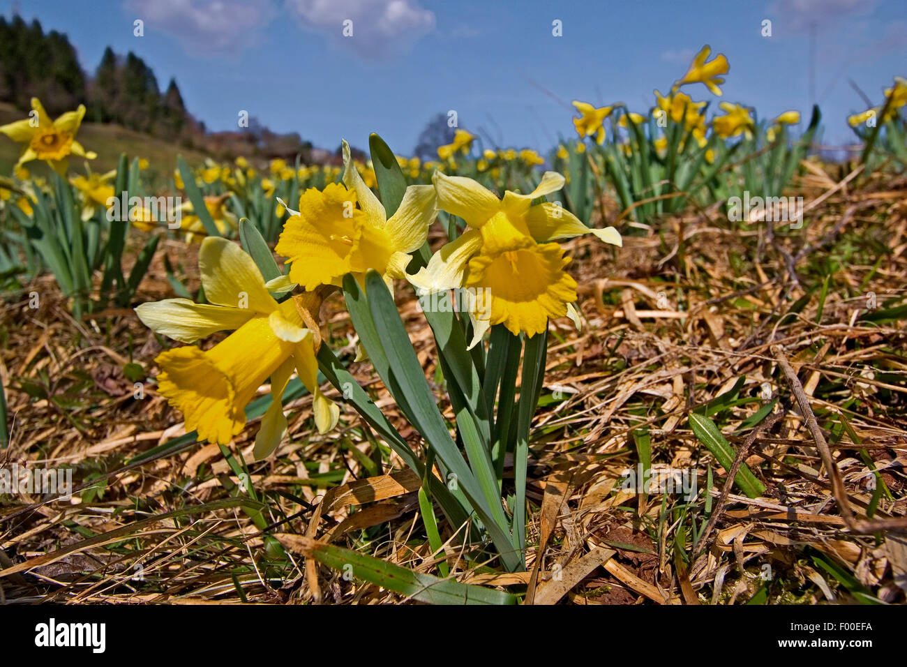 common daffodil (Narcissus pseudonarcissus), blooming in a meadow ...