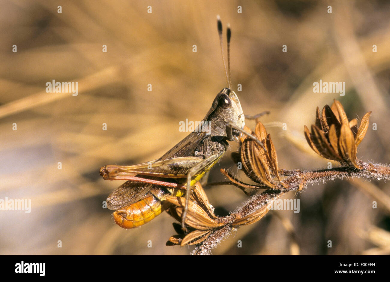 rufous grasshopper (Gomphocerus rufus, Gomphocerippus rufus), male ...