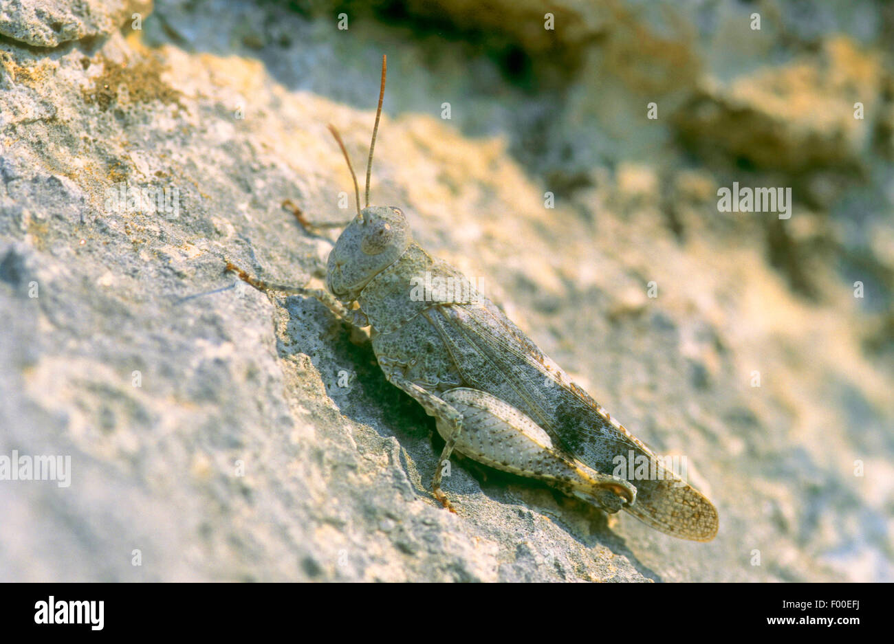 Red-winged grasshopper (Oedipoda germanica), female on a stone, Germany ...