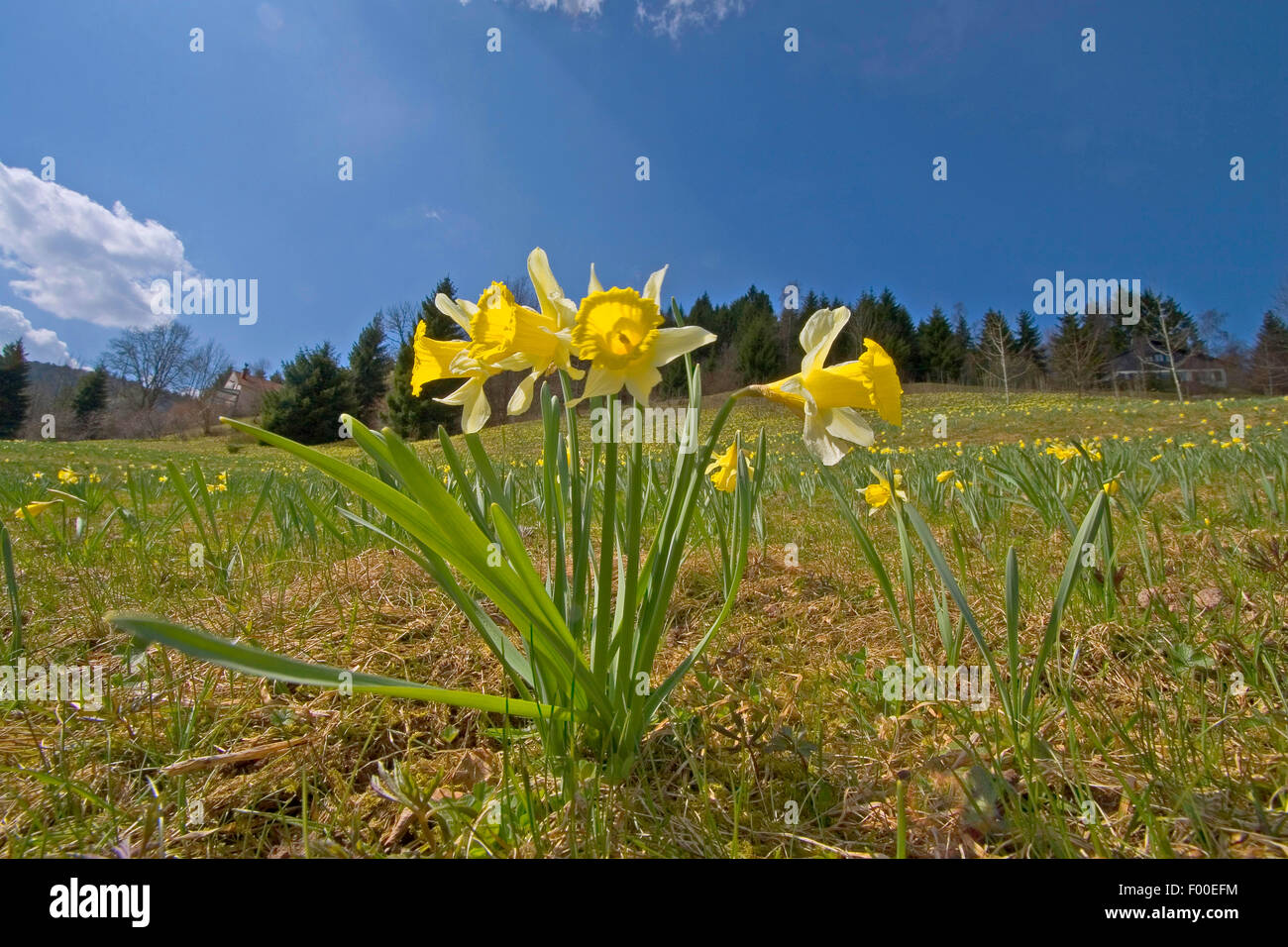 Lent lily tenby daffodil narcissus pseudonarcissus hi-res stock ...