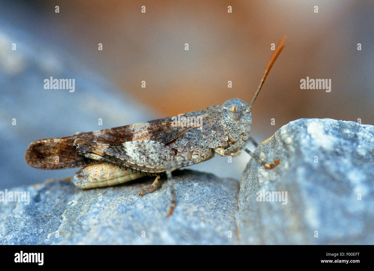 Red winged grasshopper hi-res stock photography and images - Alamy