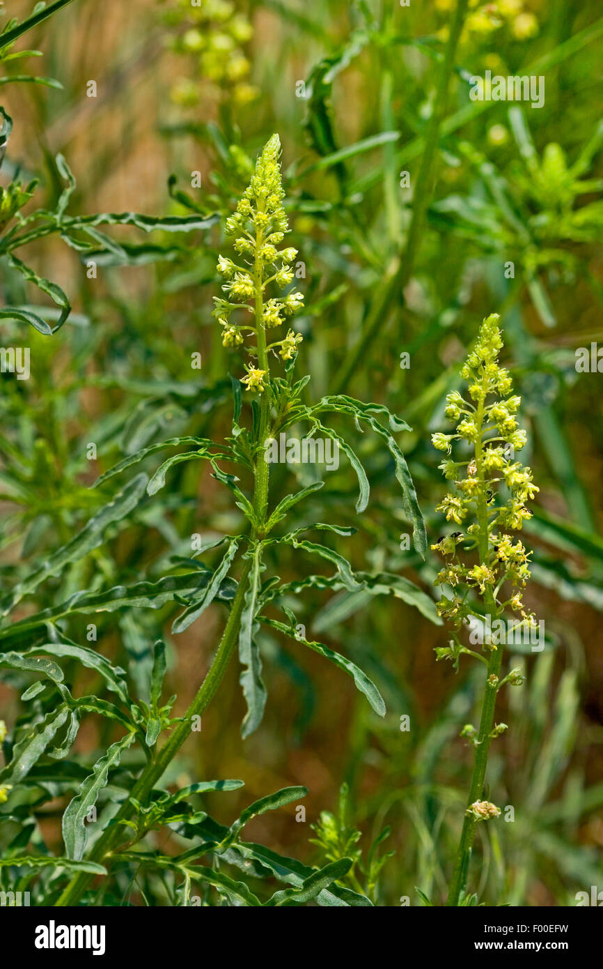 Yellow mignonette, Wild mignonette (Reseda lutea), blooming, Germany ...