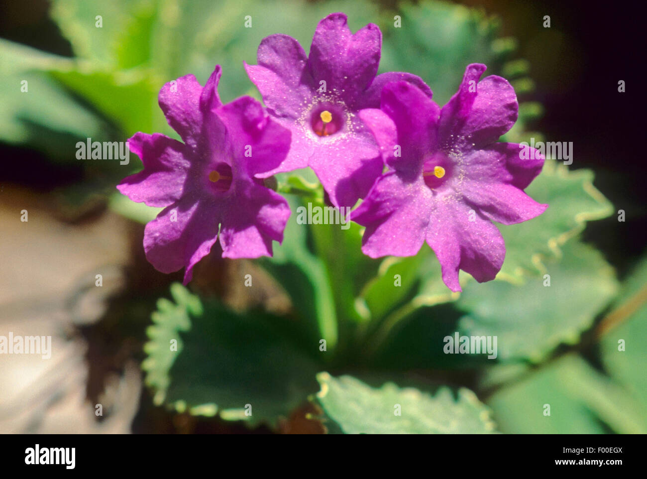 Silver-edged primrose (Primula marginata), blooming, France Stock Photo ...