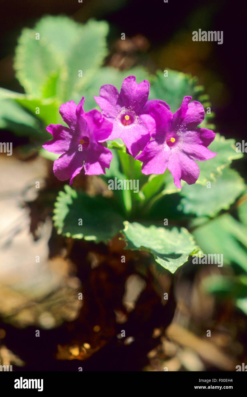 Silver-edged primrose (Primula marginata), blooming, France Stock Photo ...