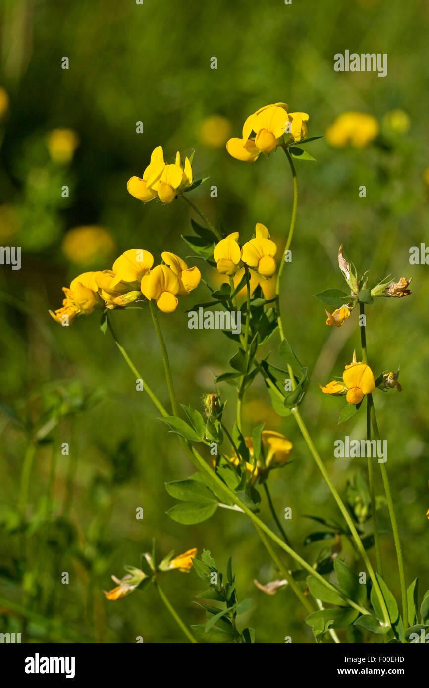 Meadow trefoil hi-res stock photography and images - Alamy