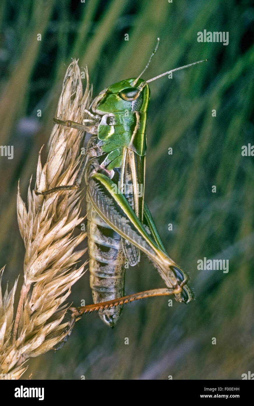 Black-spotted grasshopper (Stenobothrus nigromaculatus, Chorthippus ...
