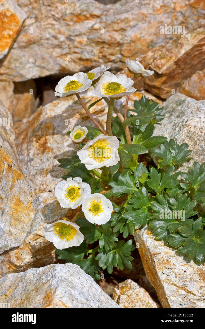 Blooming plant between rocks hi-res stock photography and images - Alamy