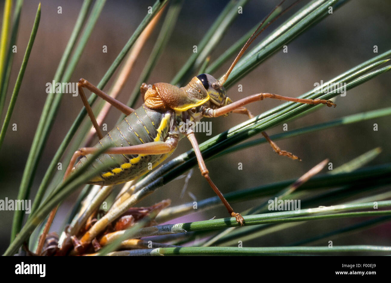 Common saddle-backed bushcricket, tizi (Ephippiger ephippiger ...
