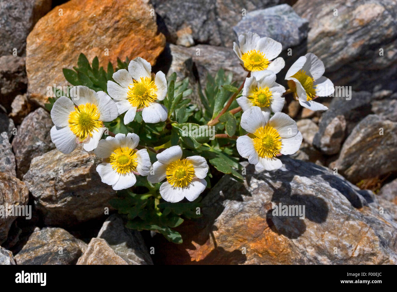 Blooming plant between rocks hi-res stock photography and images - Alamy