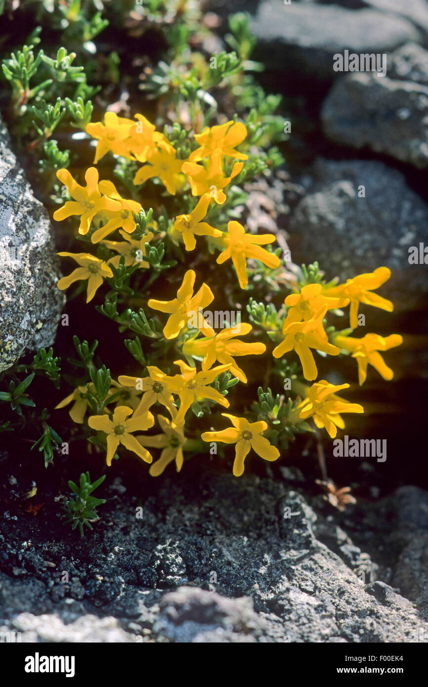 Golden Primrose, Golden Primula (Vitaliana primulifolia, Androsace ...