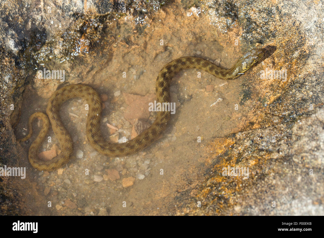 viperine snake, viperine grass snake (Natrix maura), in a slop Stock ...