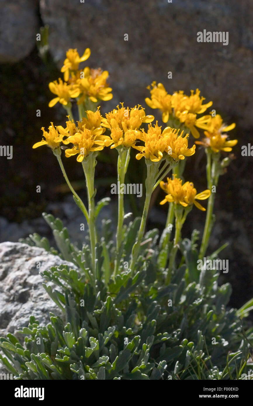 Grey Ragwort, Gray Ragwort (Senecio incanus), blooming, Germany Stock ...