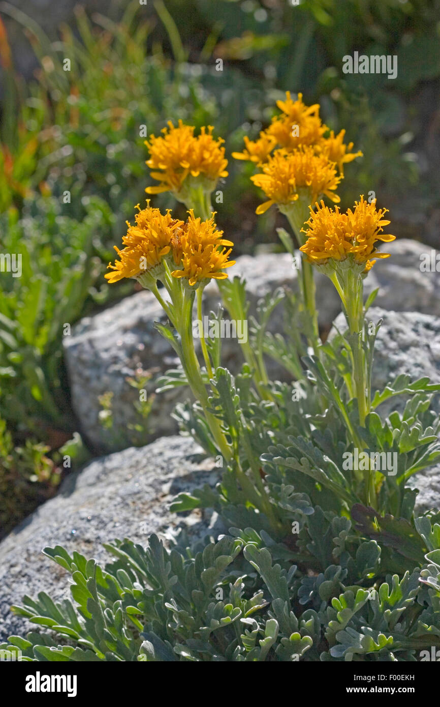 Grey Ragwort, Gray Ragwort (Senecio incanus), blooming, Germany Stock ...