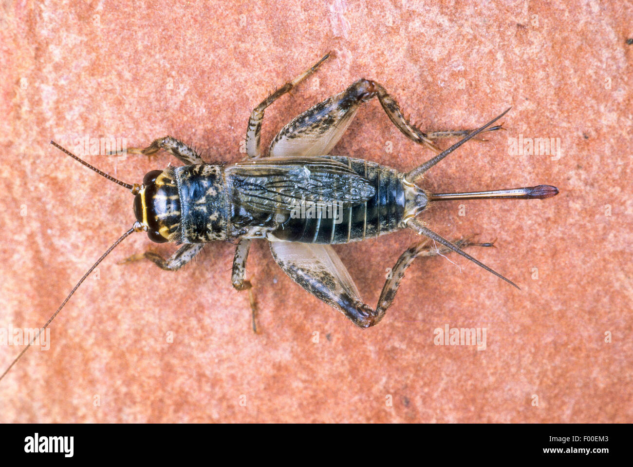 wood cricket (Nemobius sylvestris), female on a stone, Germany Stock ...
