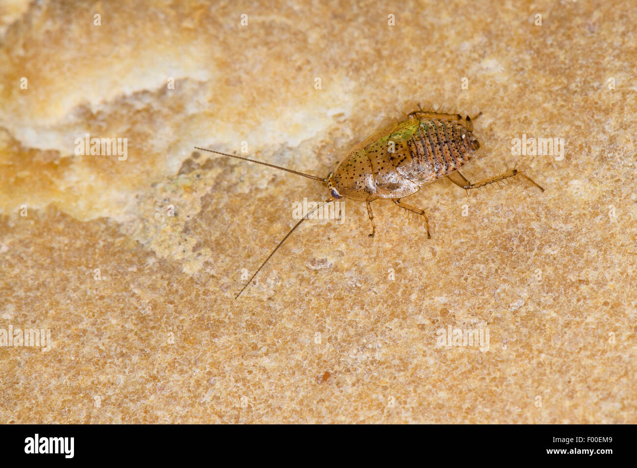 Spotted Mediterranean Cockroach, Ectobid cockroach (Ectobius pallidus ...