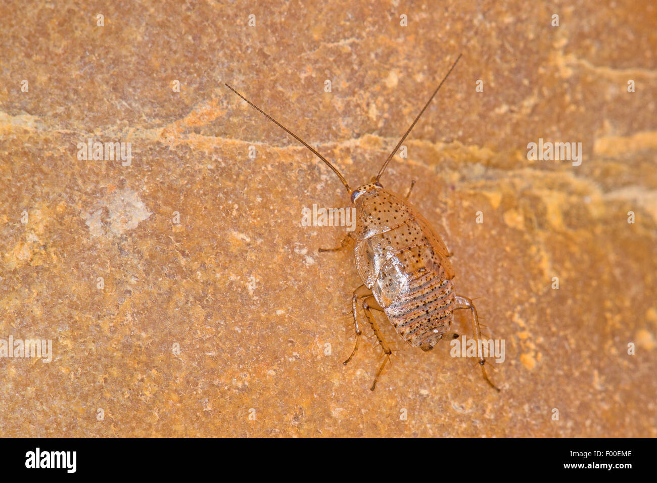 Spotted Mediterranean Cockroach, Ectobid cockroach (Ectobius pallidus ...