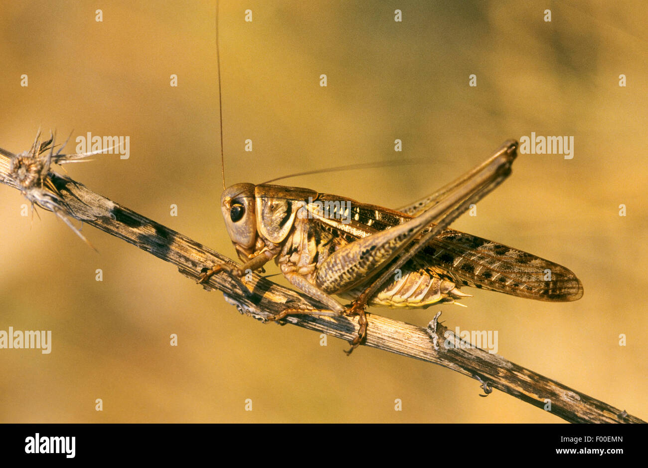 wart-biter, wart-biter bushcricket (Decticus verrucivorus), male ...